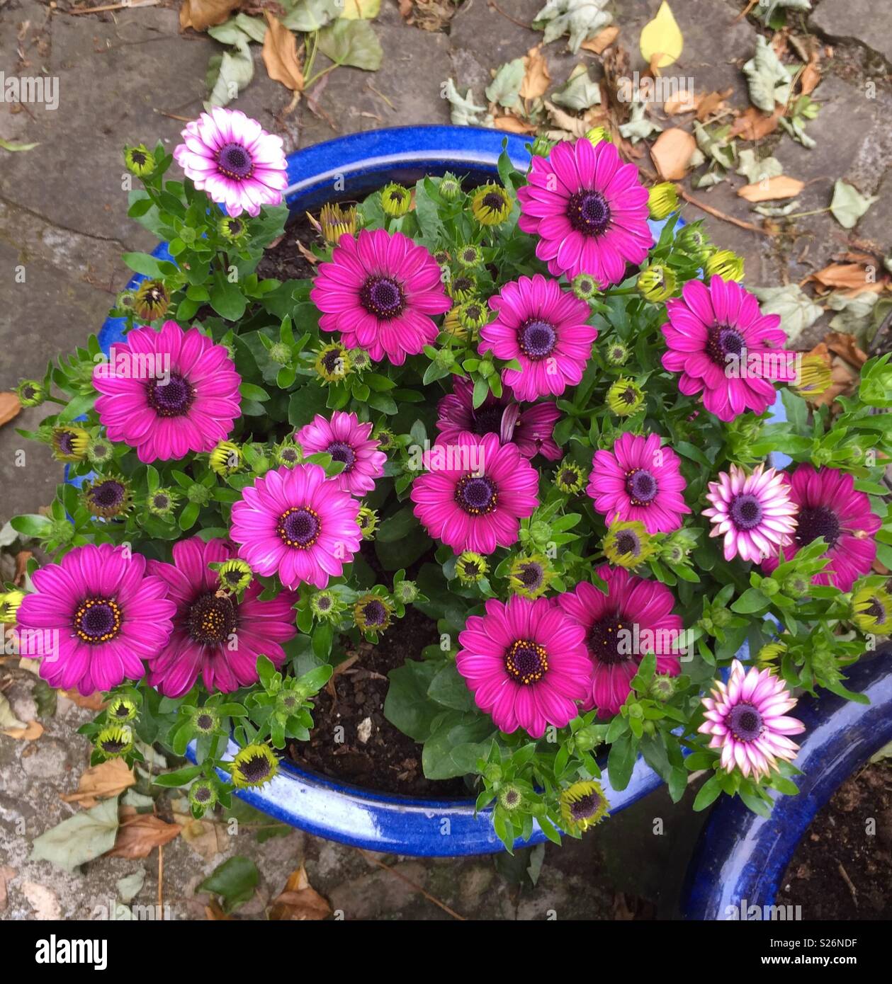 Colourful pot flowers hi-res stock photography and images - Alamy