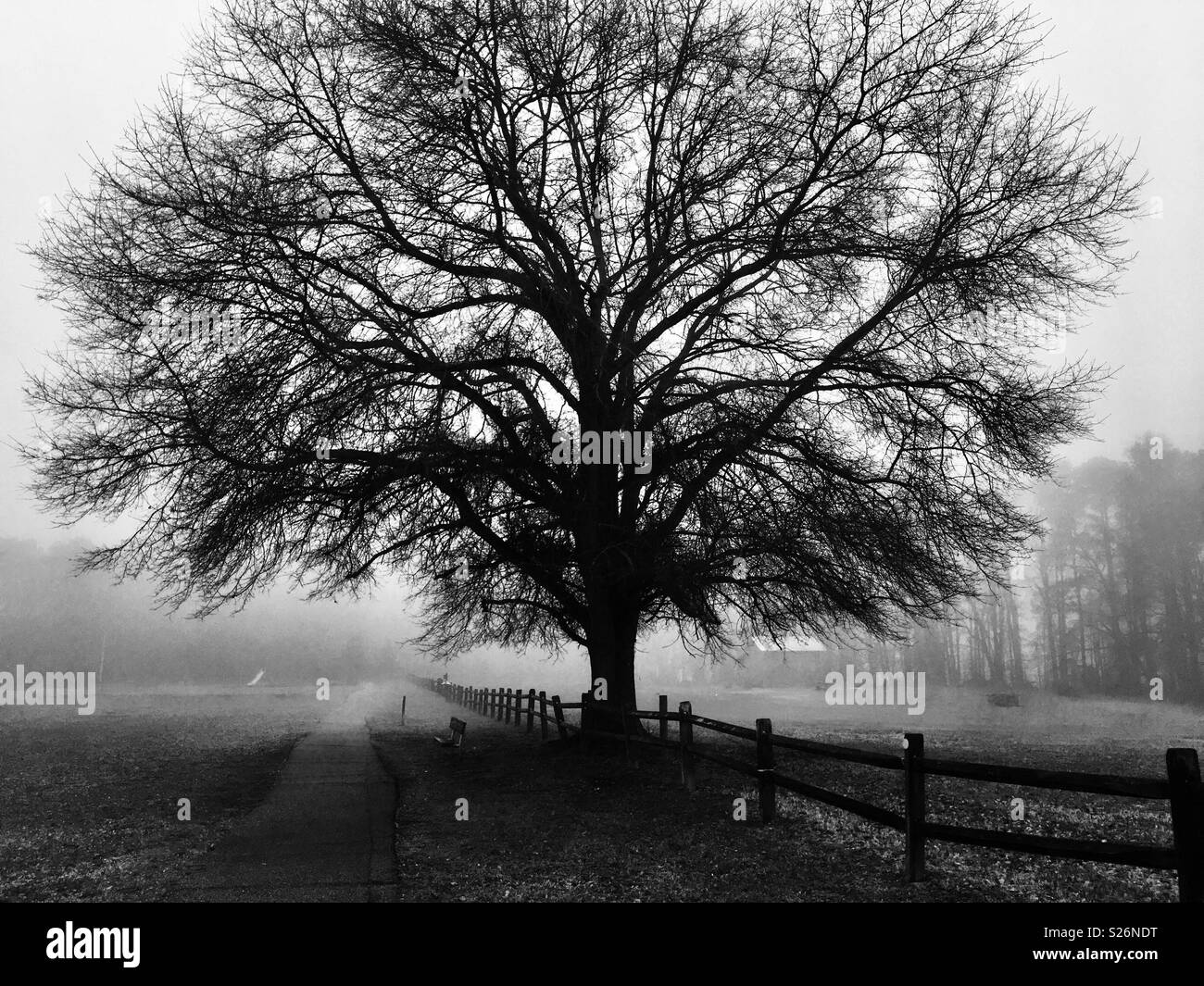Mighty oak tree hi-res stock photography and images - Alamy