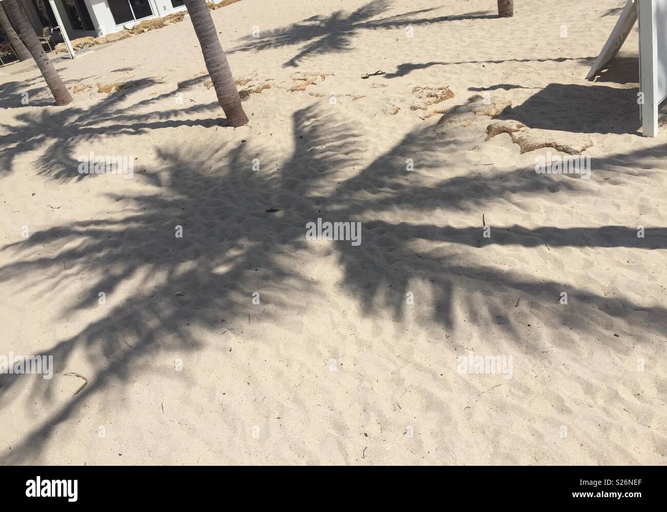 Palm tree shadow Stock Photo - Alamy