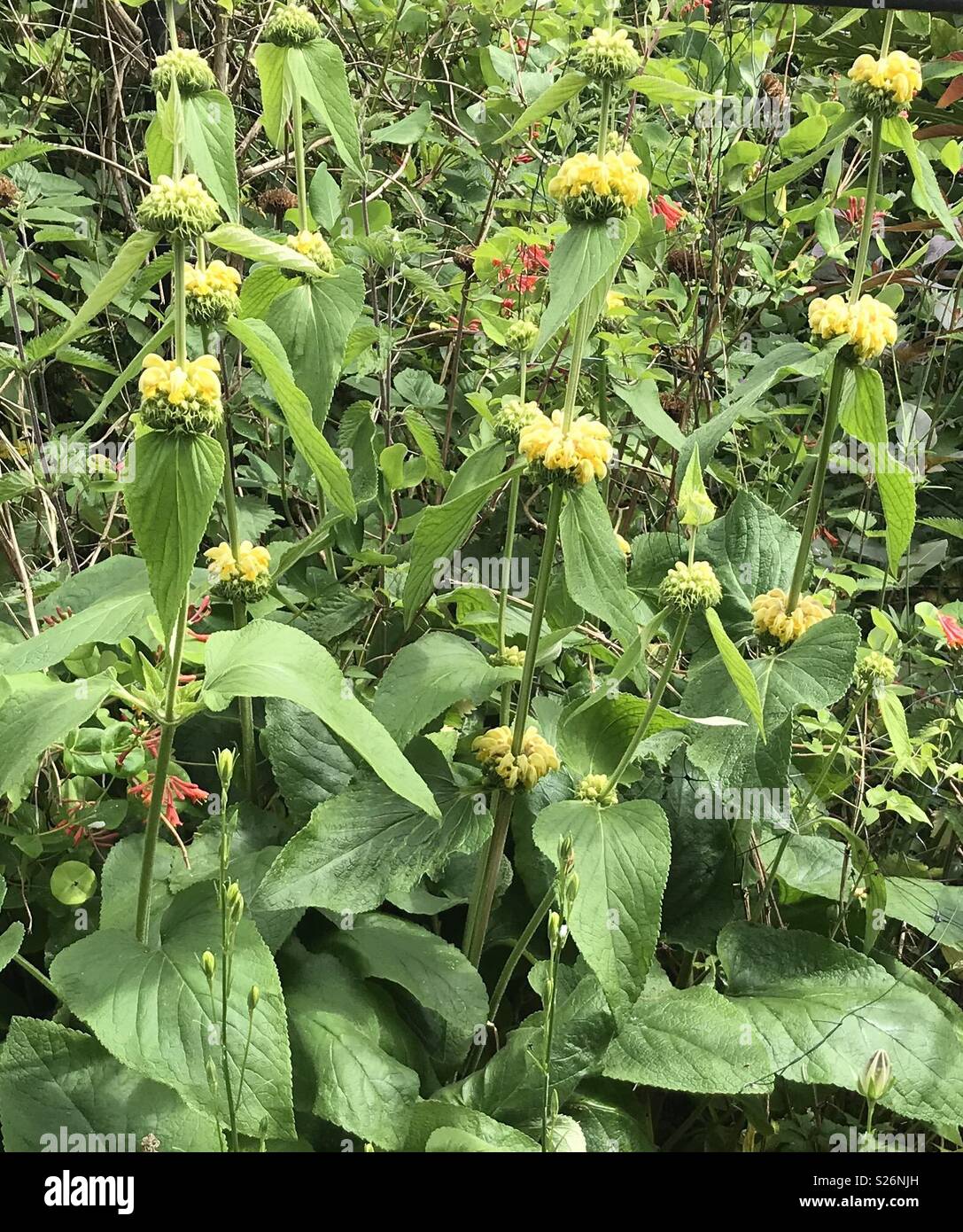 Jerusalem sage: phlomis fruticosa hi-res stock photography and images ...