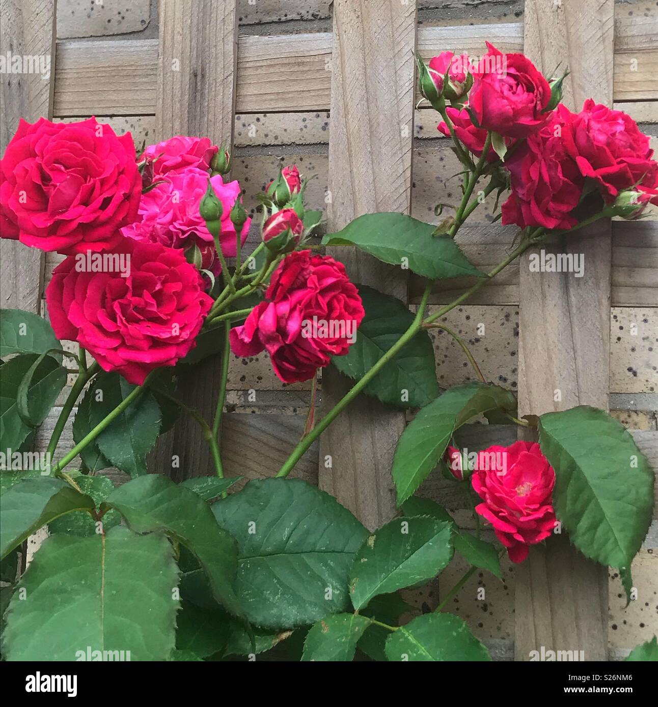 Roses wall frame hi-res stock photography and images - Alamy