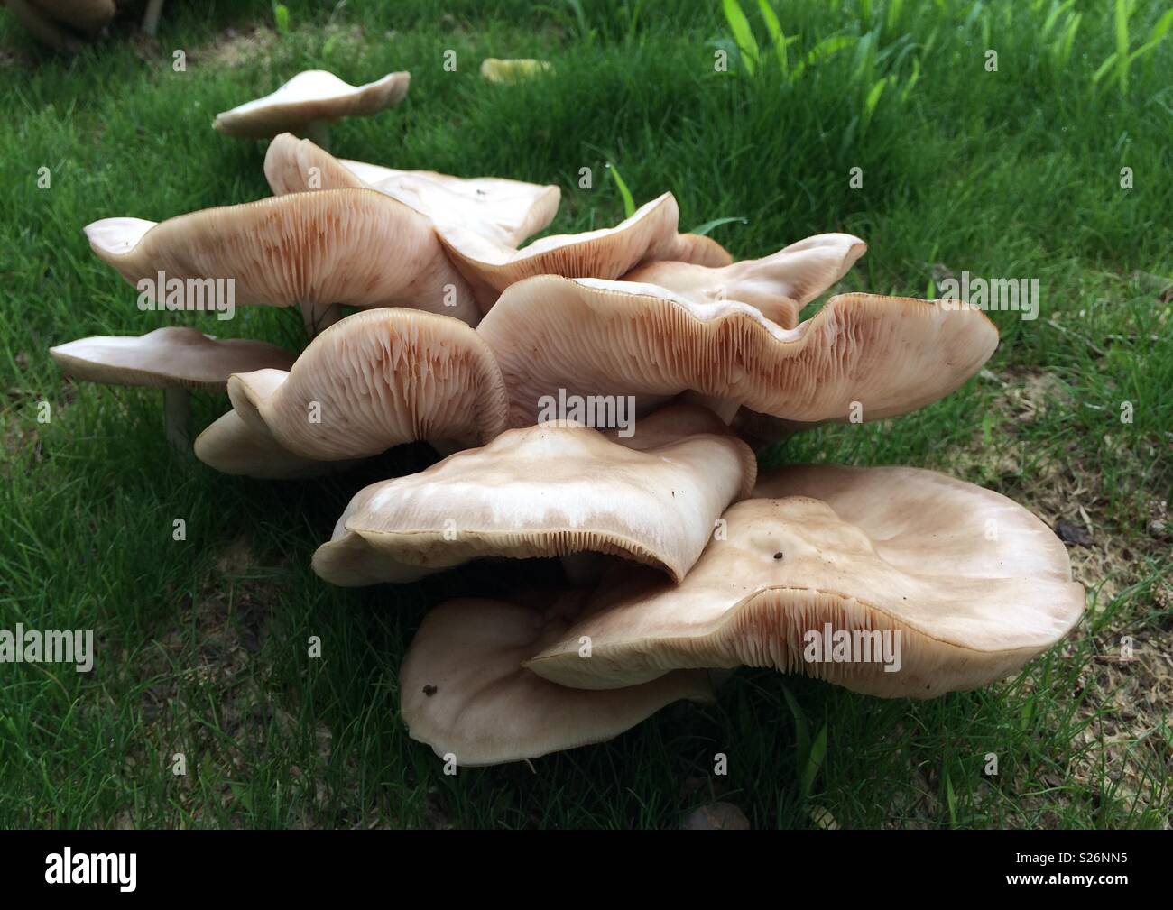 Alien look hi-res stock photography and images - Alamy