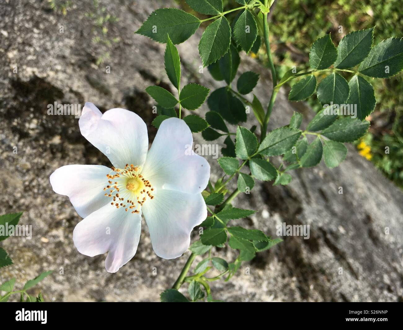 An Old fashioned rose exuding a rich fragrance of days gone by Stock ...
