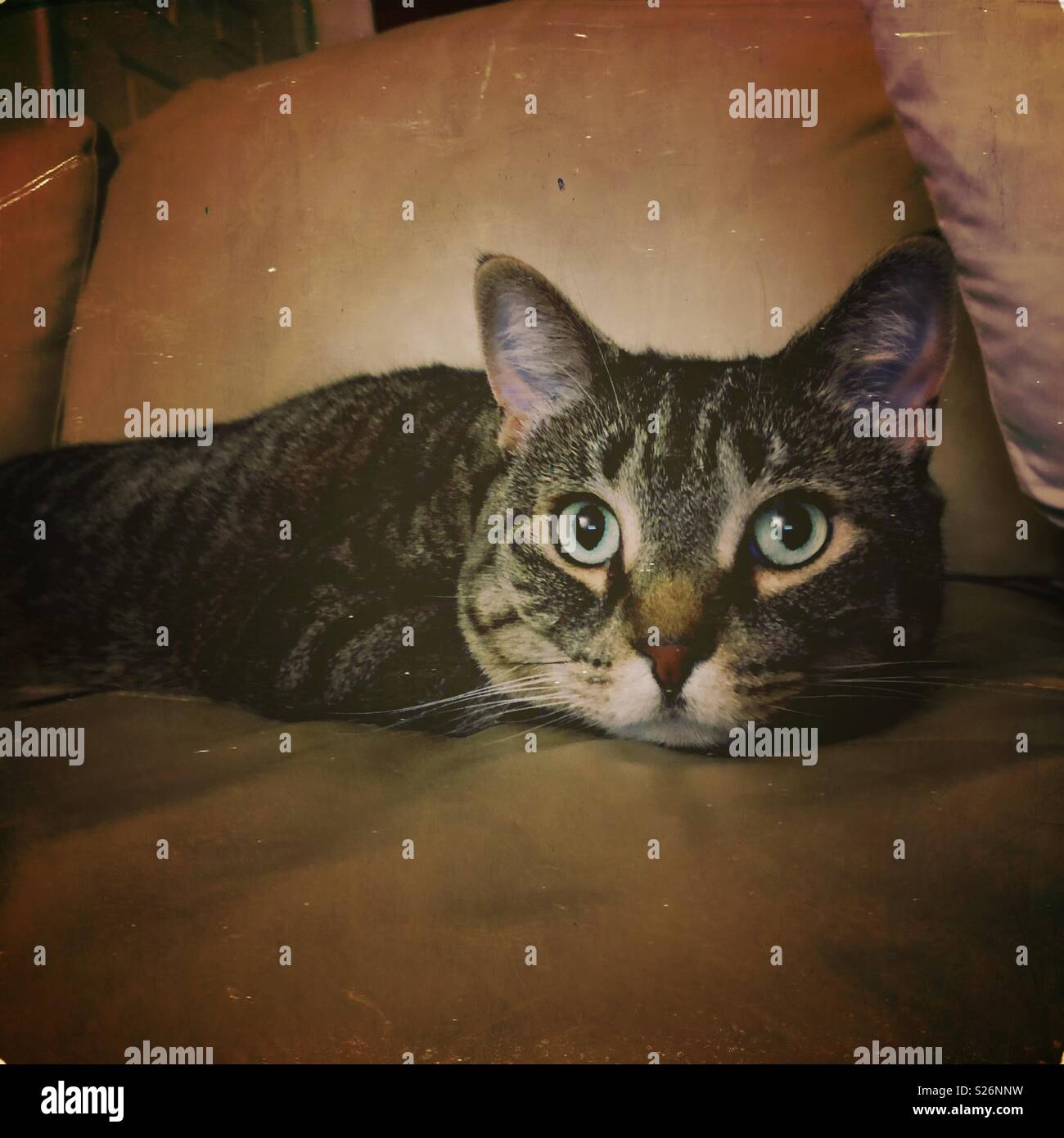 My bored tabby cat relaxing on the couch Stock Photo - Alamy