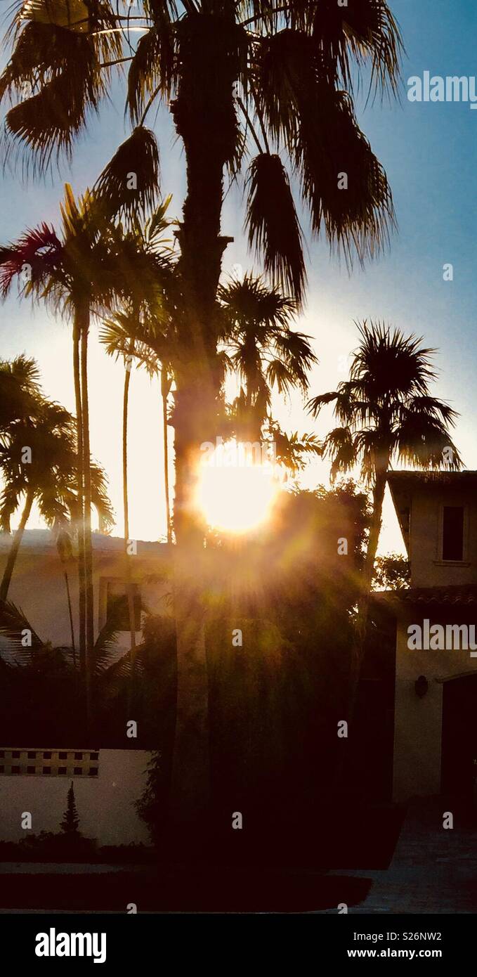 Palm trees with sun rays hi-res stock photography and images - Alamy