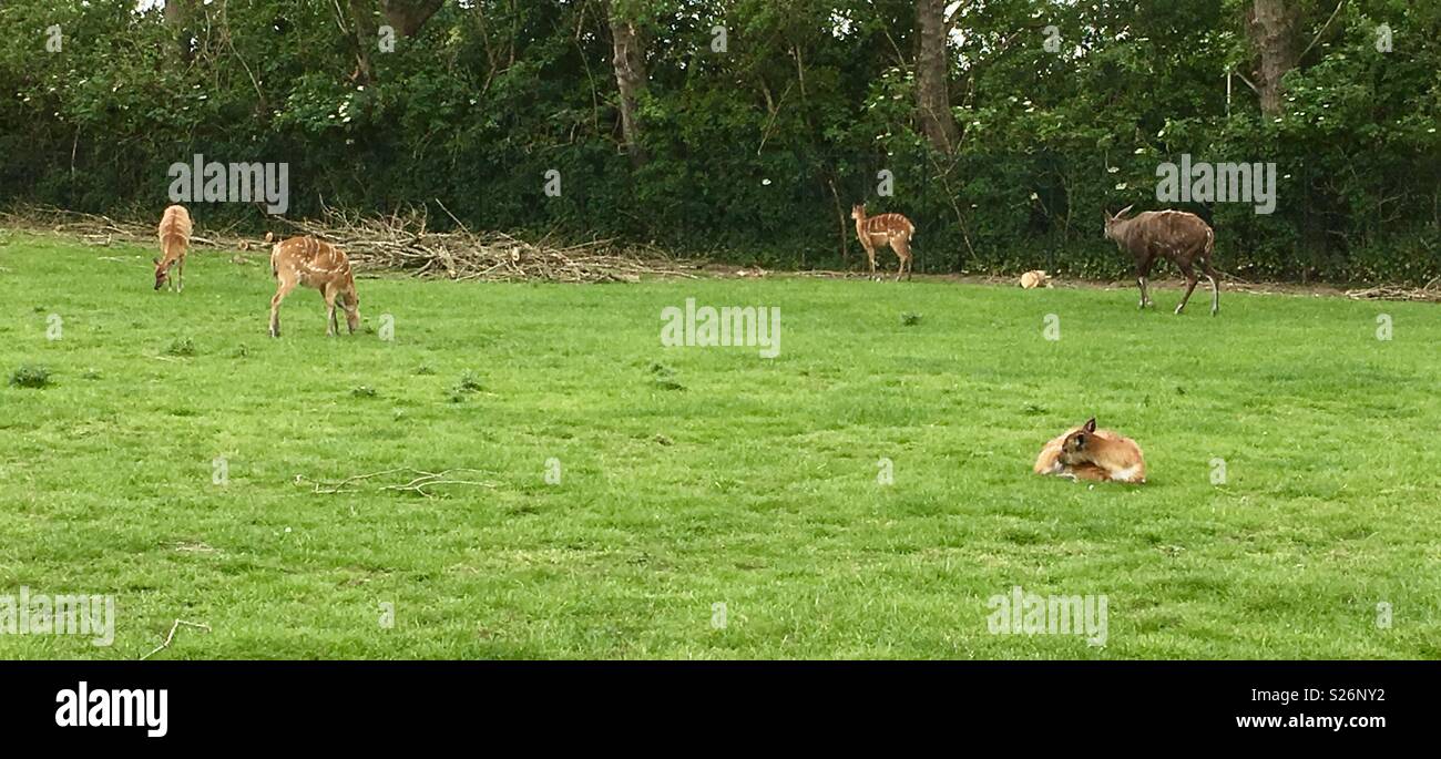 Chester zoo animals hi-res stock photography and images - Alamy