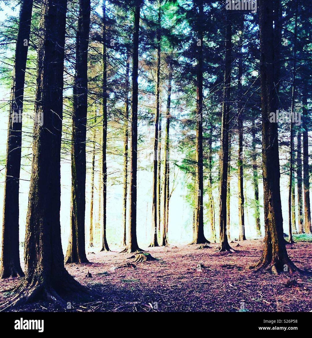 Enchanting scene hi-res stock photography and images - Alamy