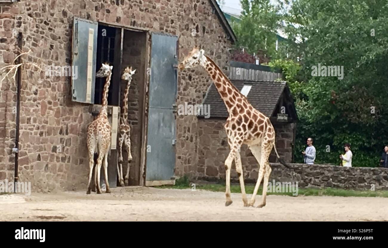 Giraffes at Chester zoo Stock Photo - Alamy