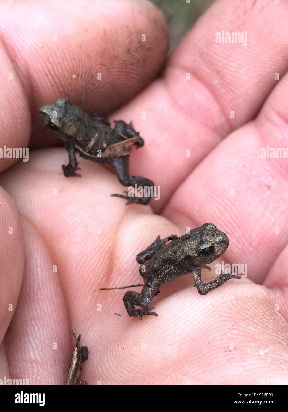 Cute Baby Toads