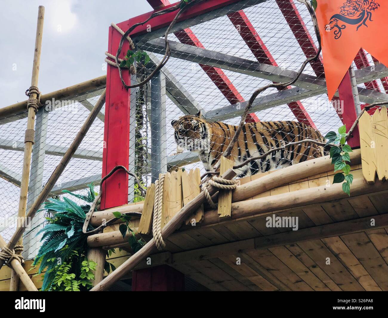 A tiger on a bridge Stock Photo - Alamy