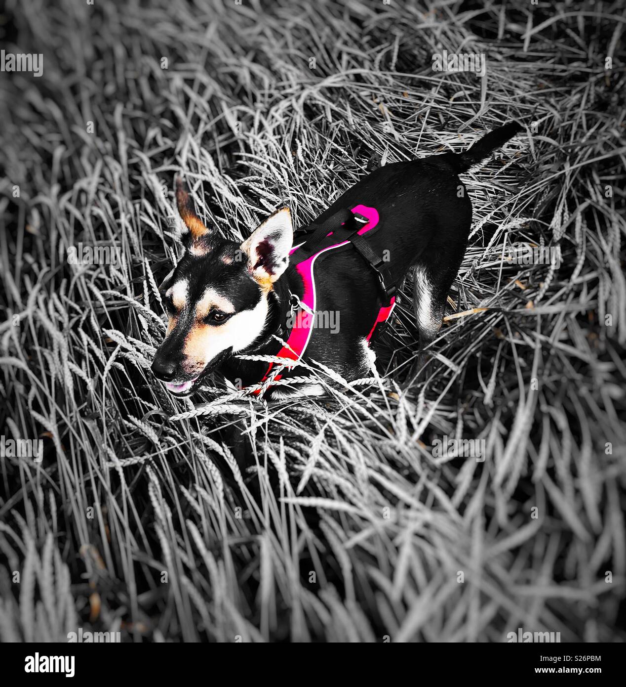 Tall tales hi-res stock photography and images - Alamy