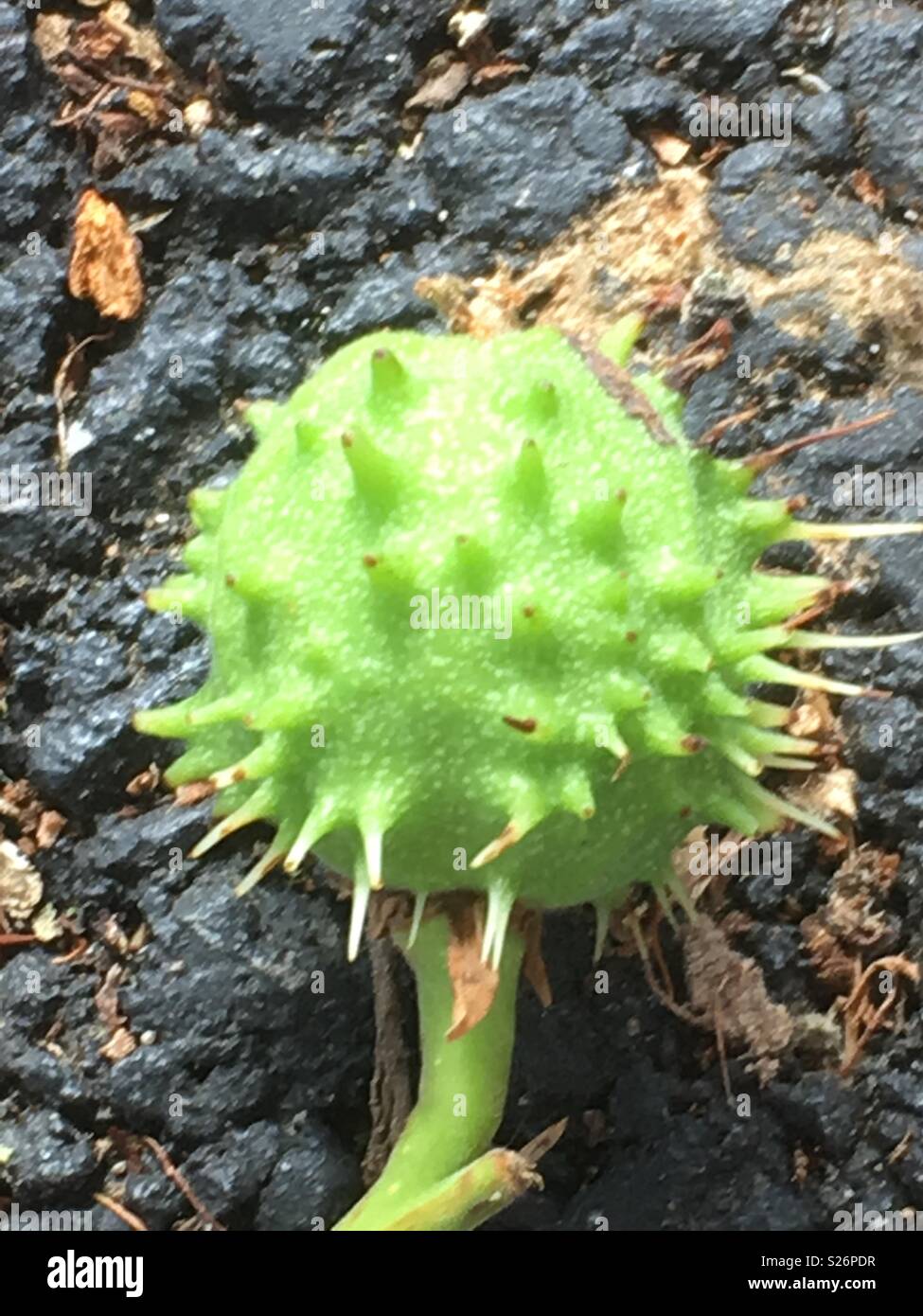 What Is A Conker Shell Called