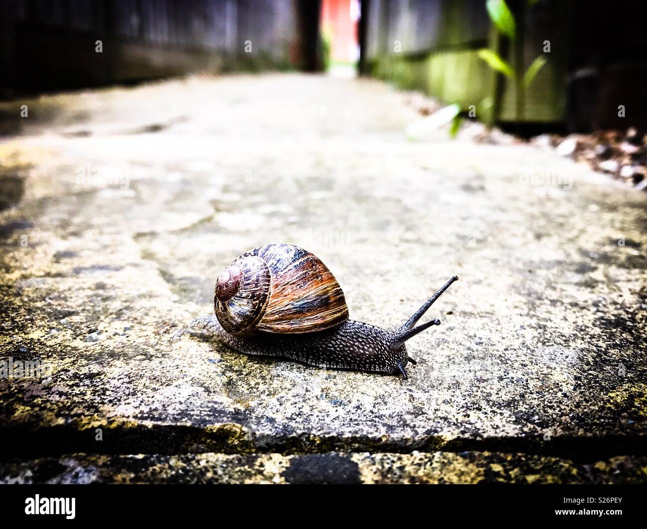 Snail on path Stock Photo - Alamy