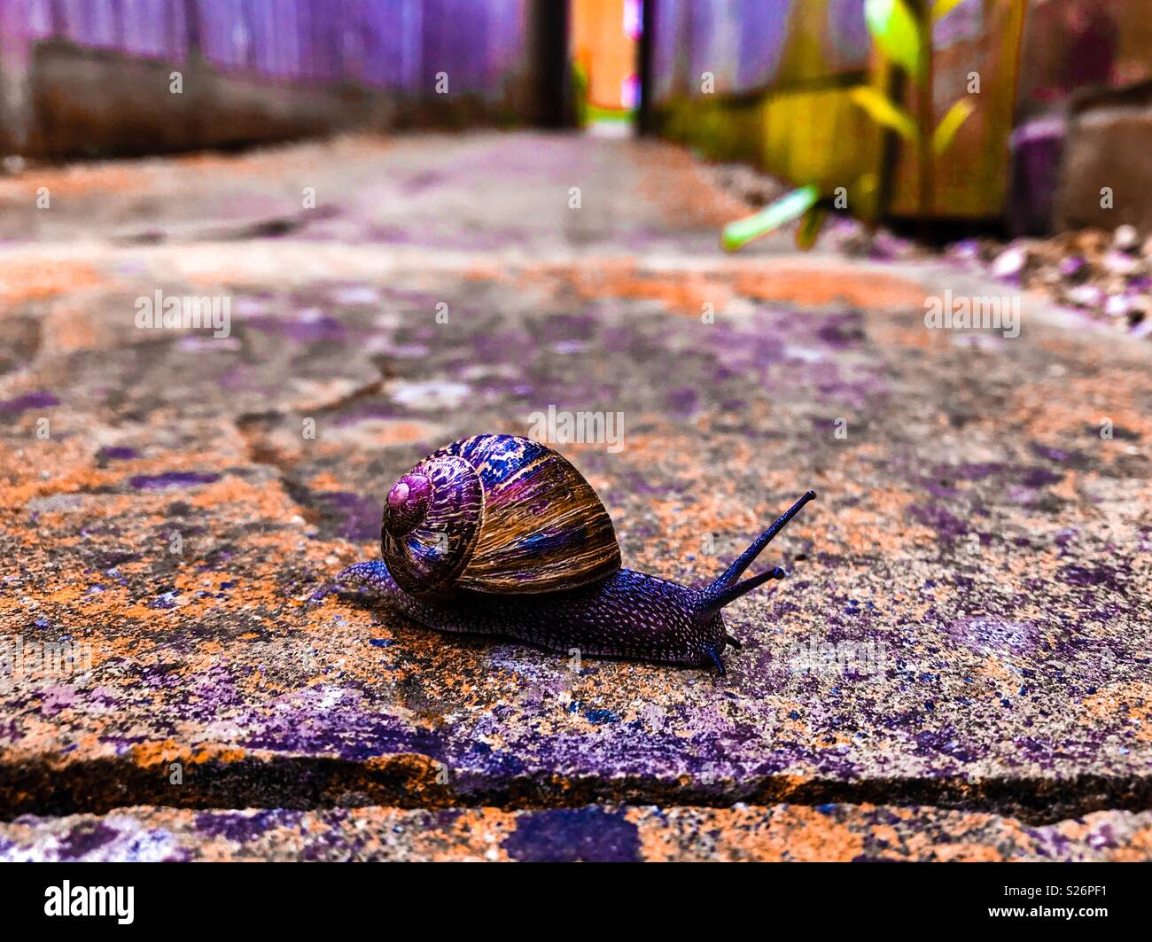 Creepy path hi-res stock photography and images - Alamy
