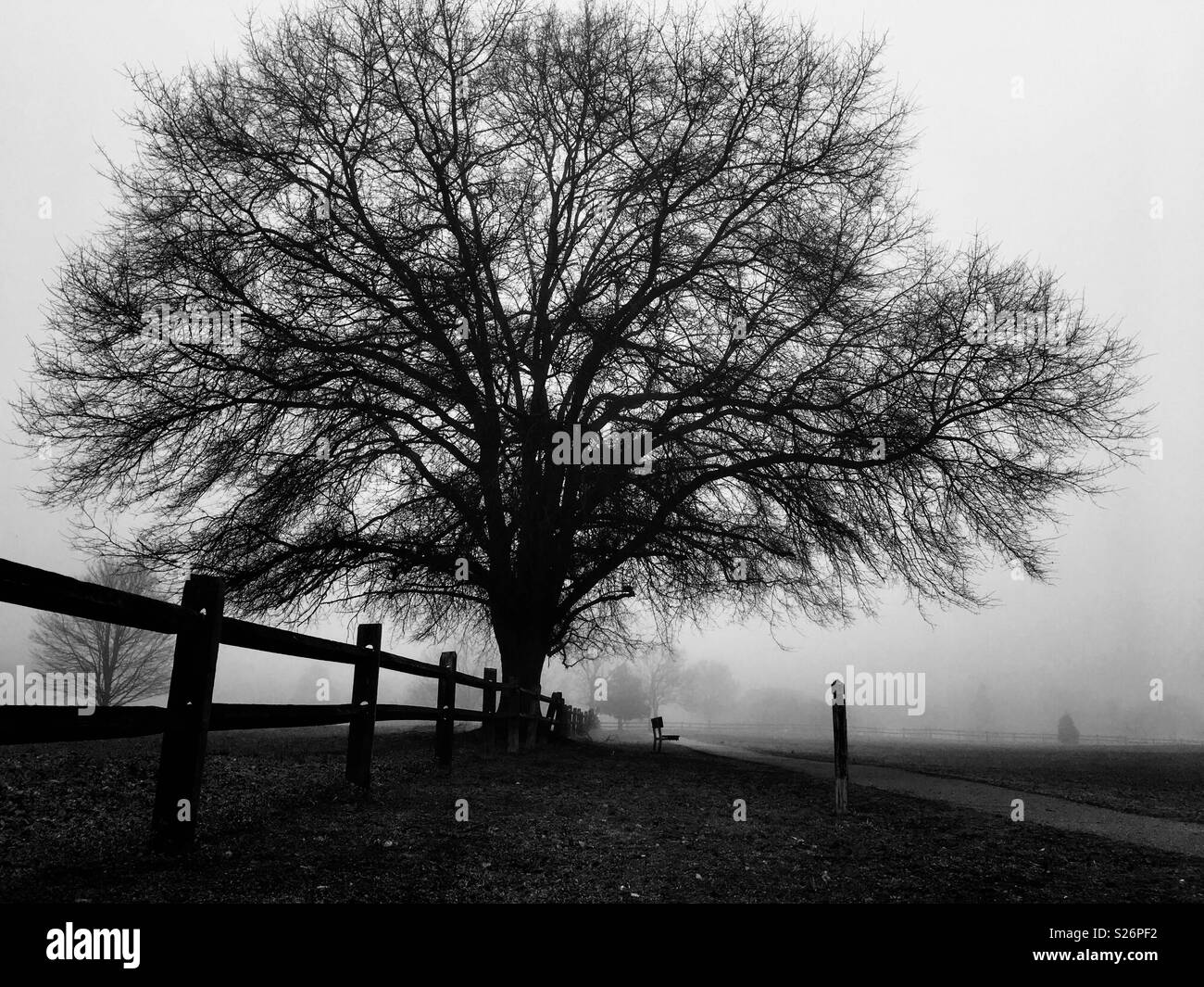 Mighty oak tree hi-res stock photography and images - Alamy