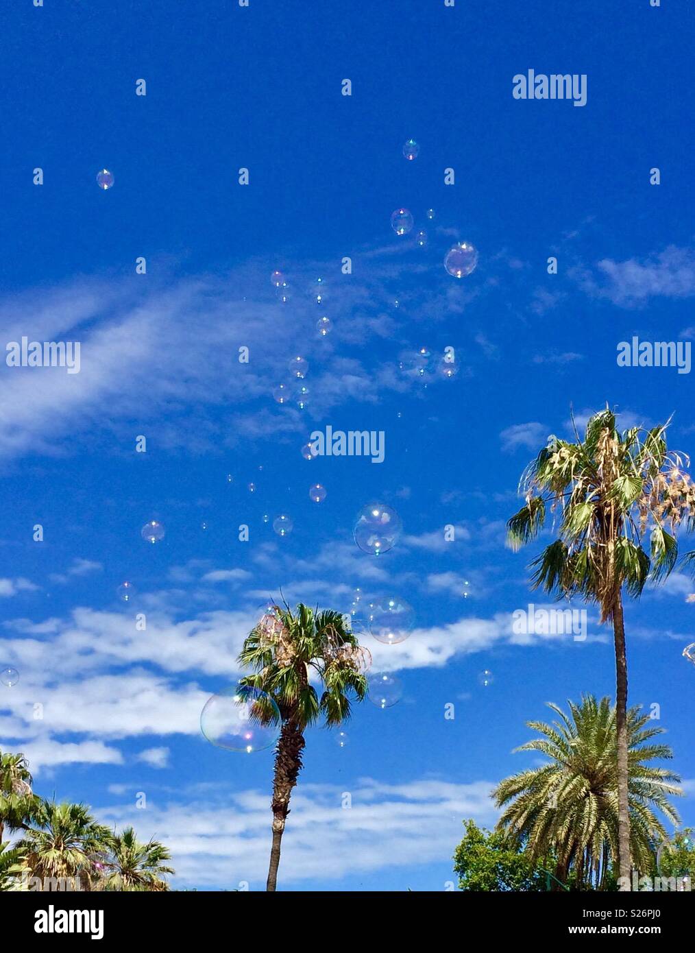 Spanish palm trees hi-res stock photography and images - Alamy