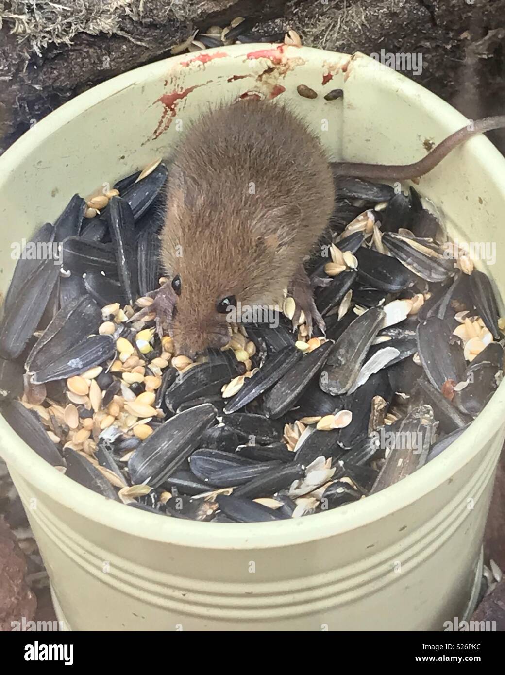 Mouse eating seeds hi-res stock photography and images - Alamy