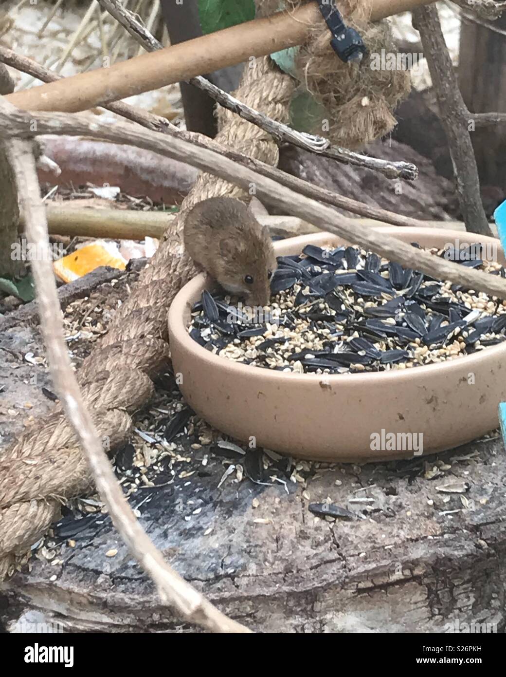 Mouse seed hi-res stock photography and images - Alamy