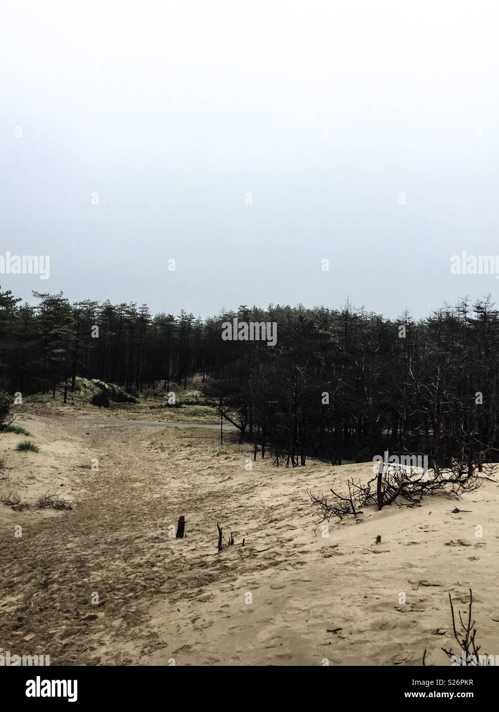 Forest on the beach Stock Photo - Alamy