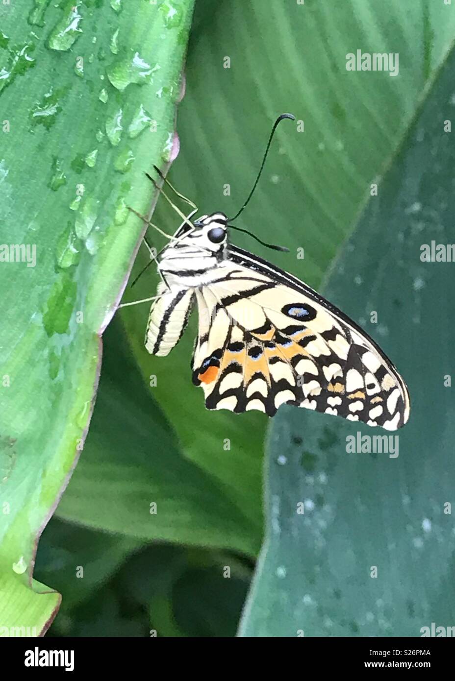 Butterfly legs hi-res stock photography and images - Alamy