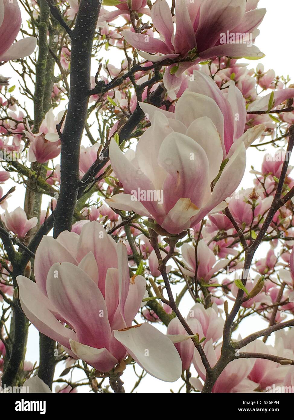 Magnolias hi-res stock photography and images - Alamy