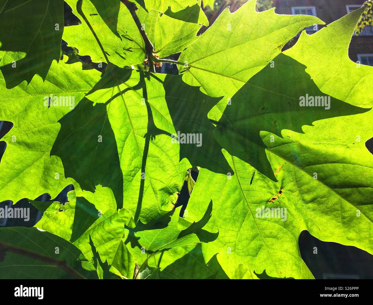 Leaves and shadows Stock Photo - Alamy