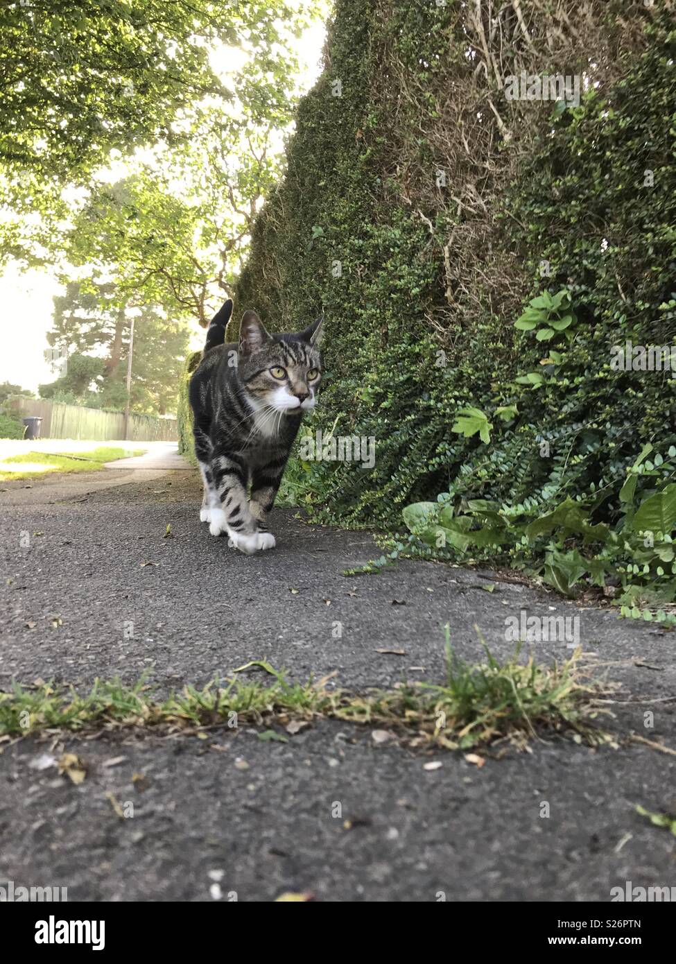 Cat walking along path Stock Photo - Alamy