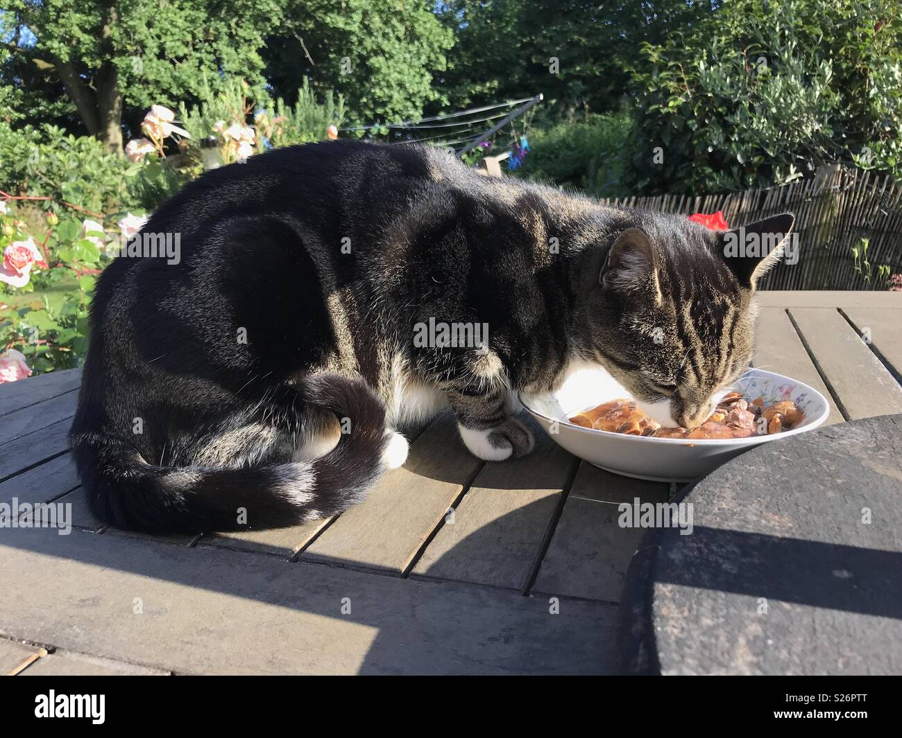 Cat eating food on table Stock Photo - Alamy