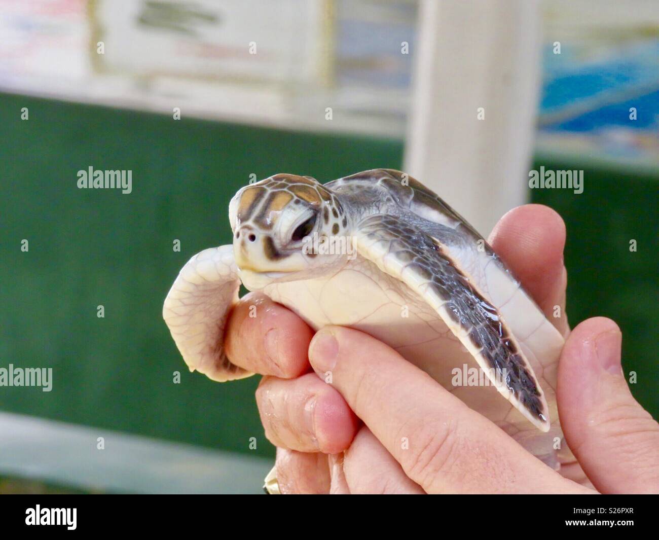 Rescue sea turtle hi-res stock photography and images - Alamy