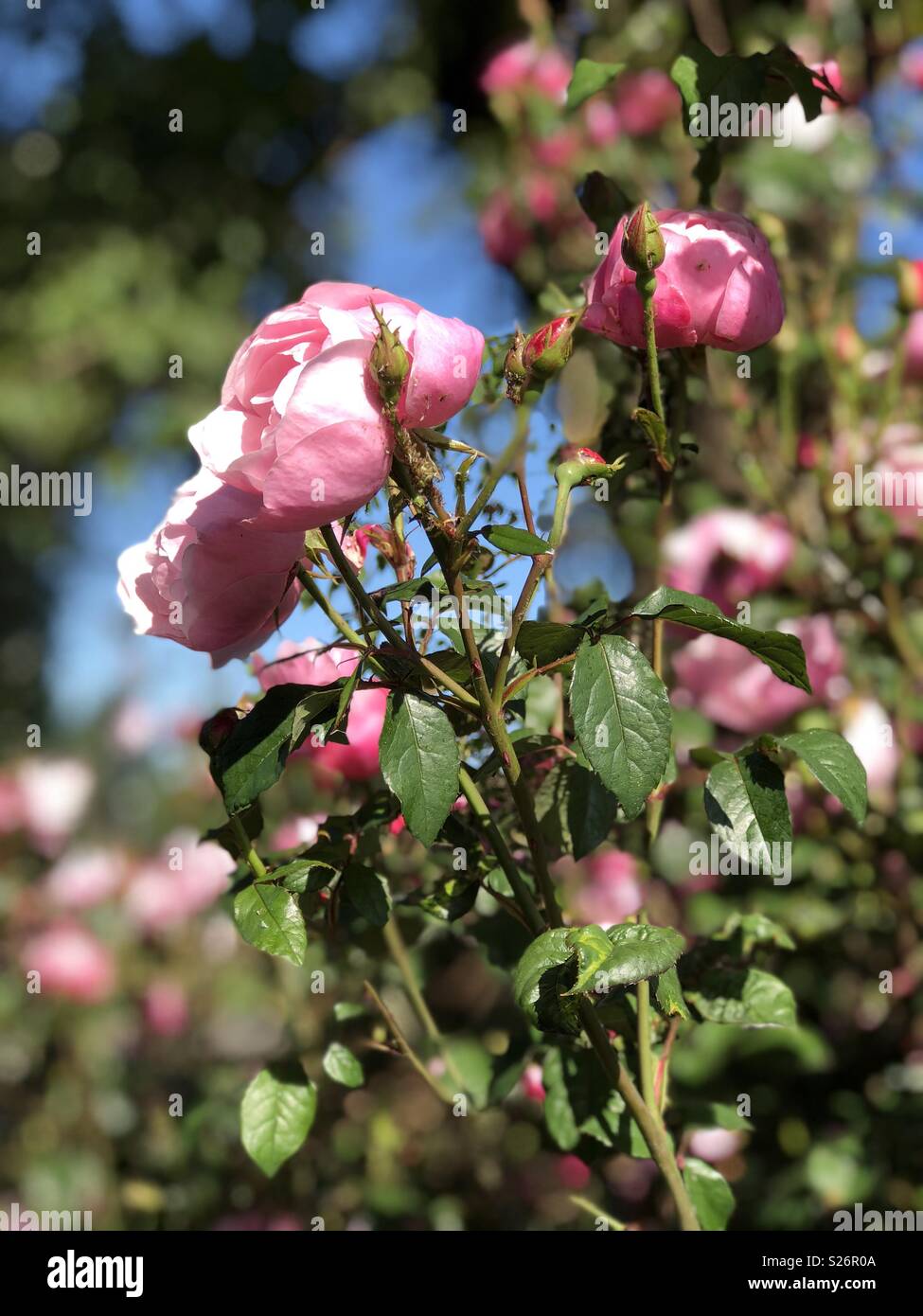 Open pink roses hi-res stock photography and images - Alamy