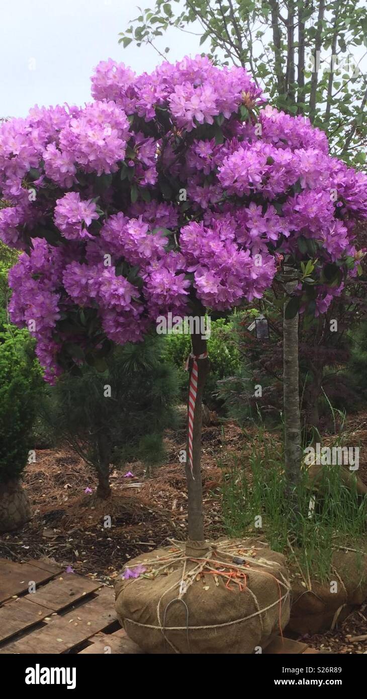 Purple Rhododendron tree Stock Photo - Alamy