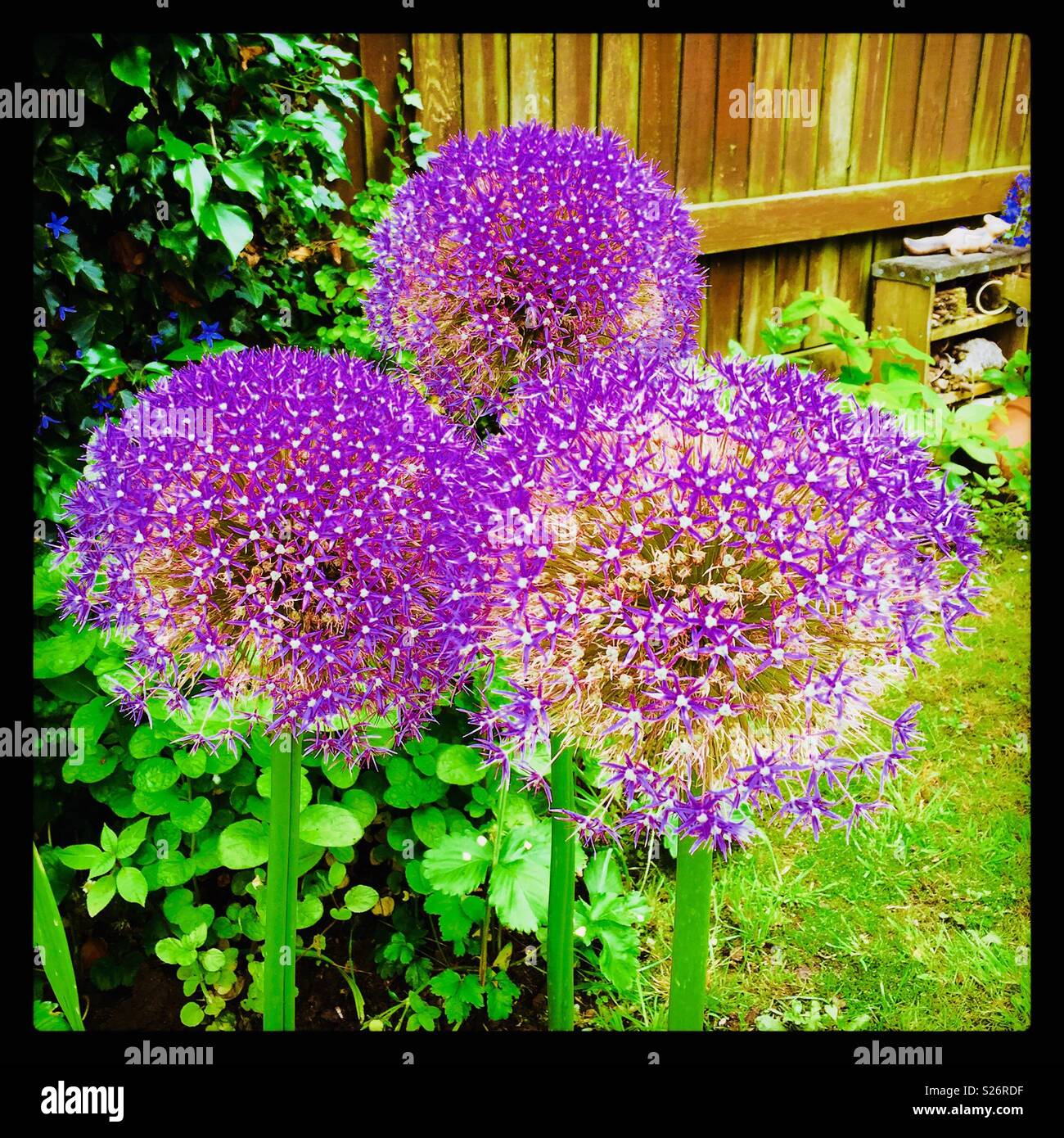 Aliums hi-res stock photography and images - Alamy