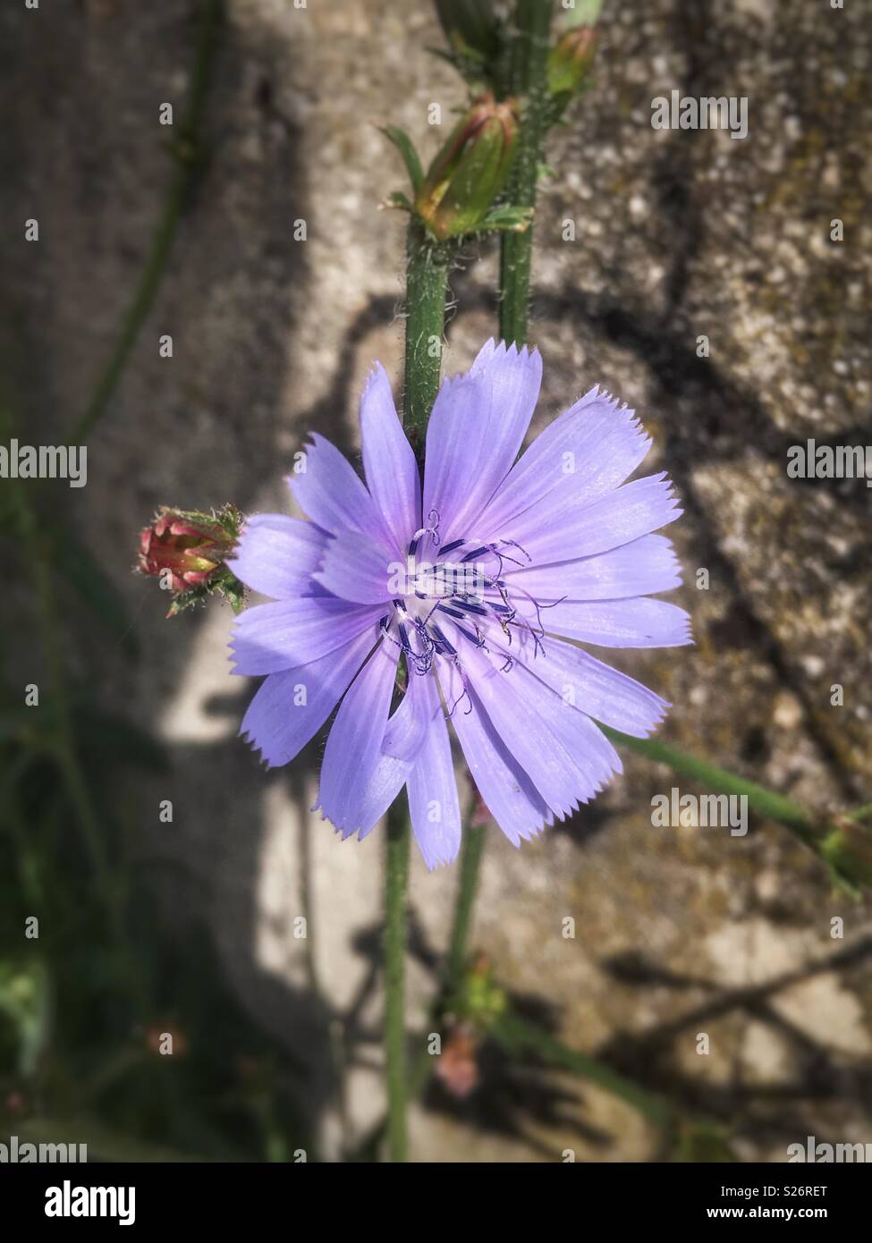 Chicory Flower Stock Photos & Chicory Flower Stock Images - Alamy
