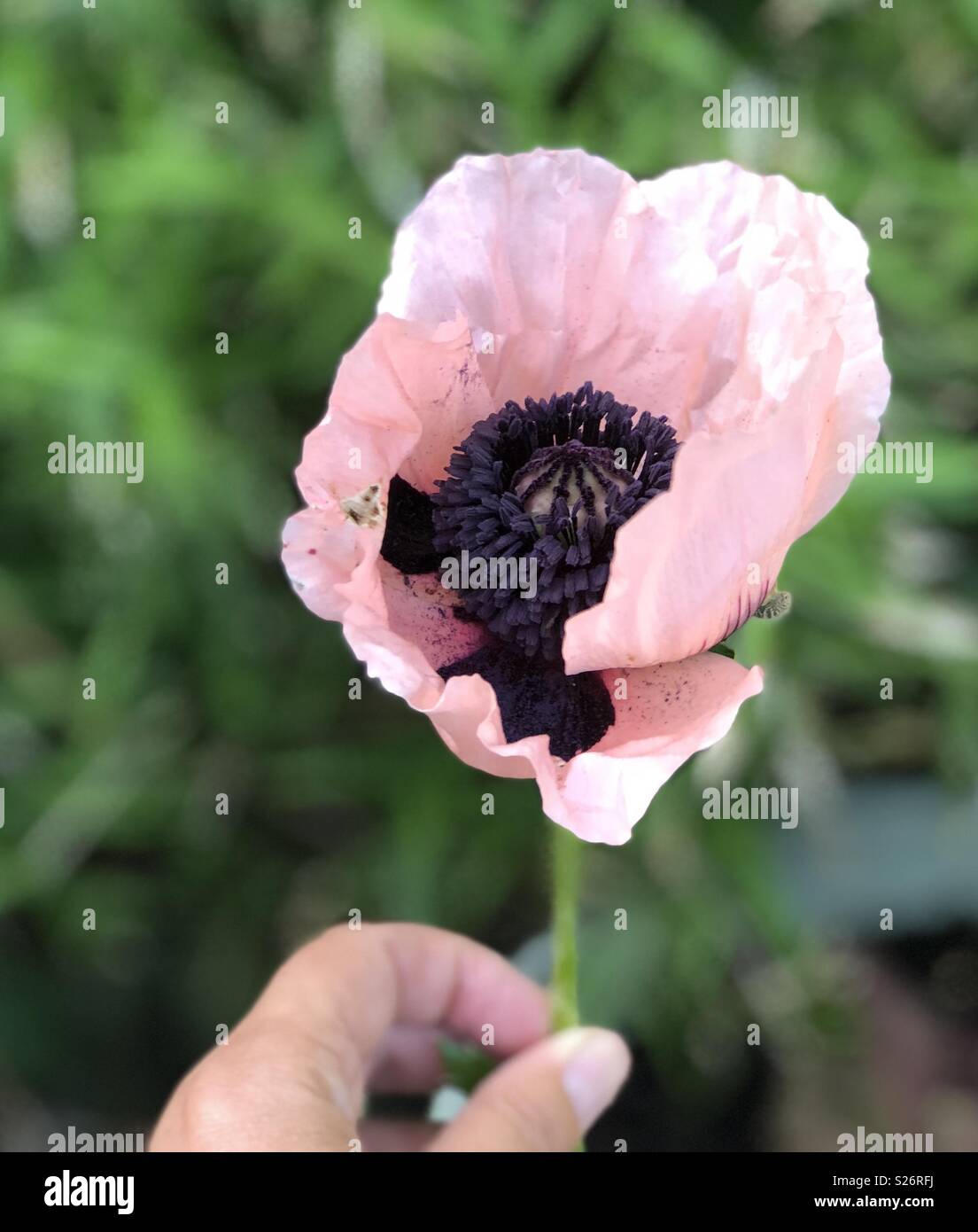 Baby pink poppy High Resolution Stock Photography and Images - Alamy