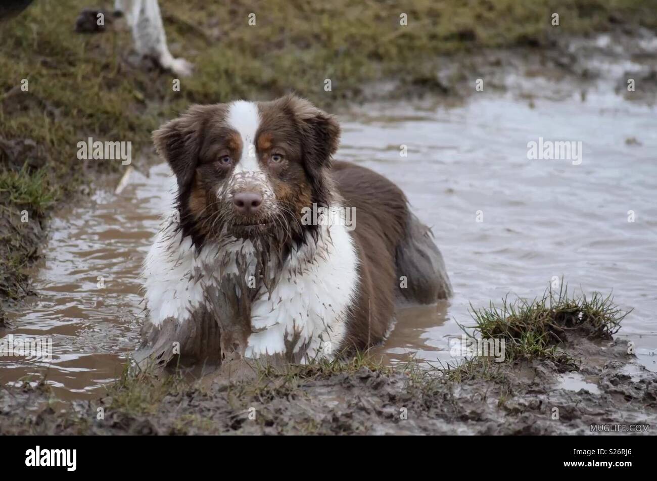 Mucky pup hi-res stock photography and images - Alamy