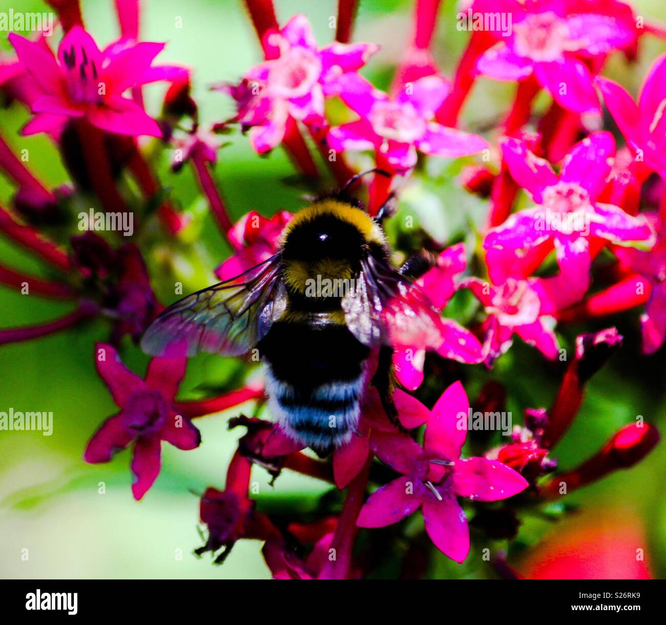 How do bees collect nectar hi-res stock photography and images - Alamy
