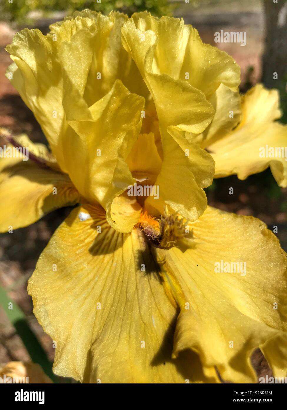 Bearded iris flower hi-res stock photography and images - Alamy