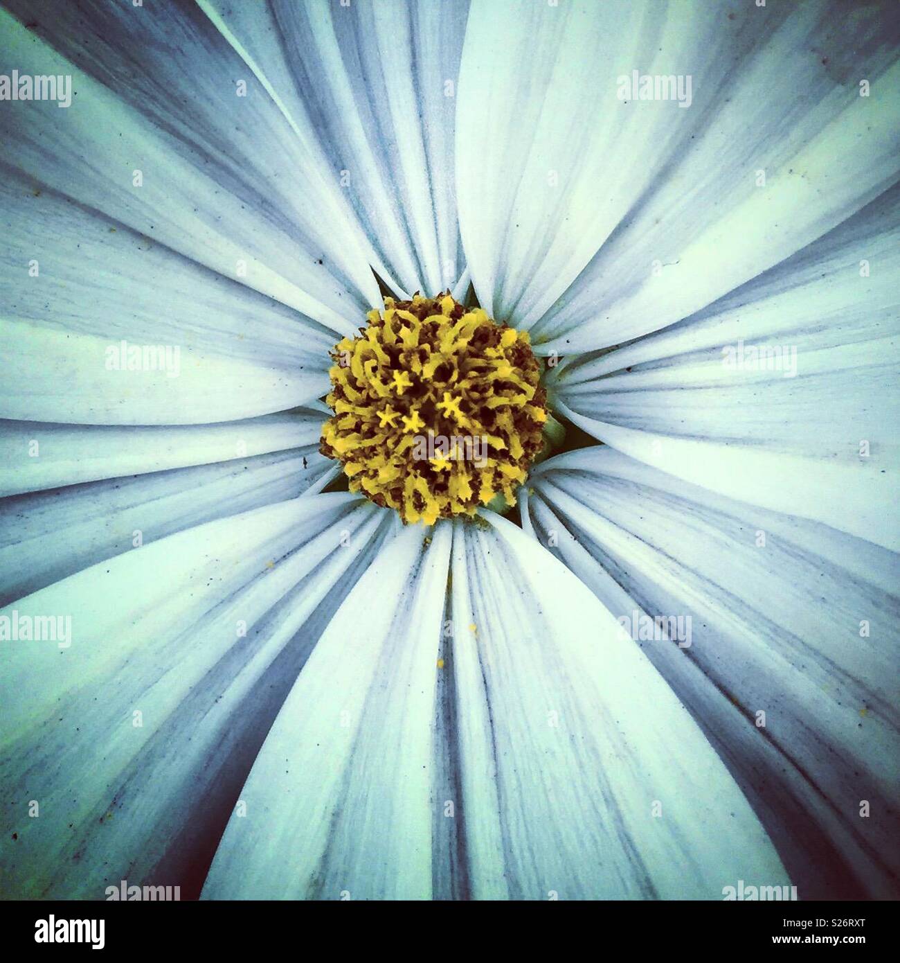 White cosmos hi-res stock photography and images - Alamy