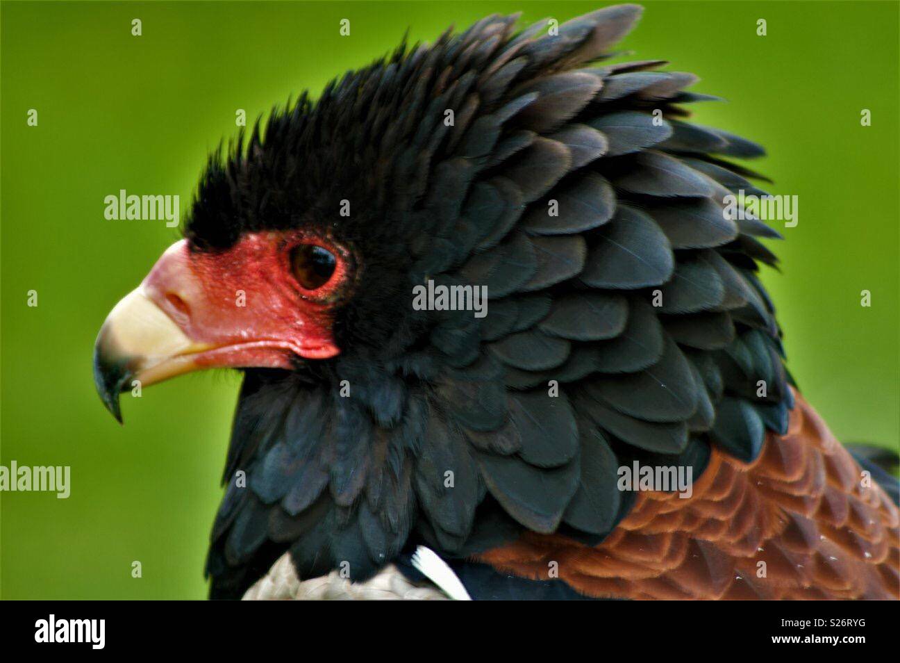 Scary bird hi-res stock photography and images - Alamy