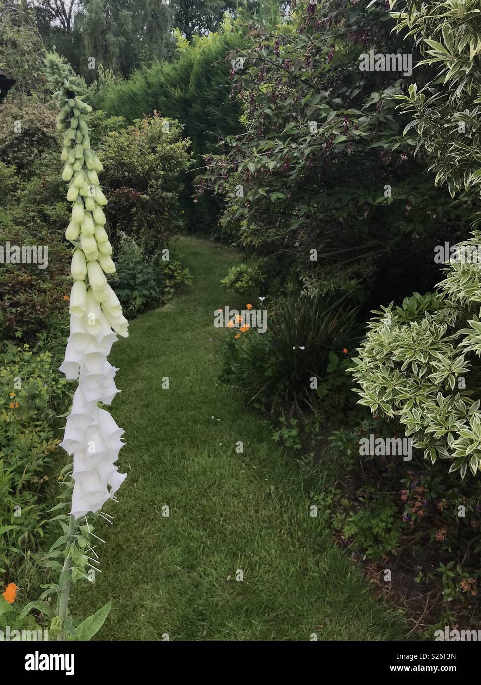 White foxgloves hi-res stock photography and images - Alamy