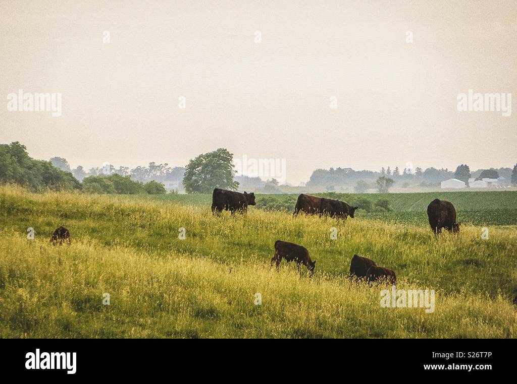 Prairie Cattle Stock Photos & Prairie Cattle Stock Images - Alamy