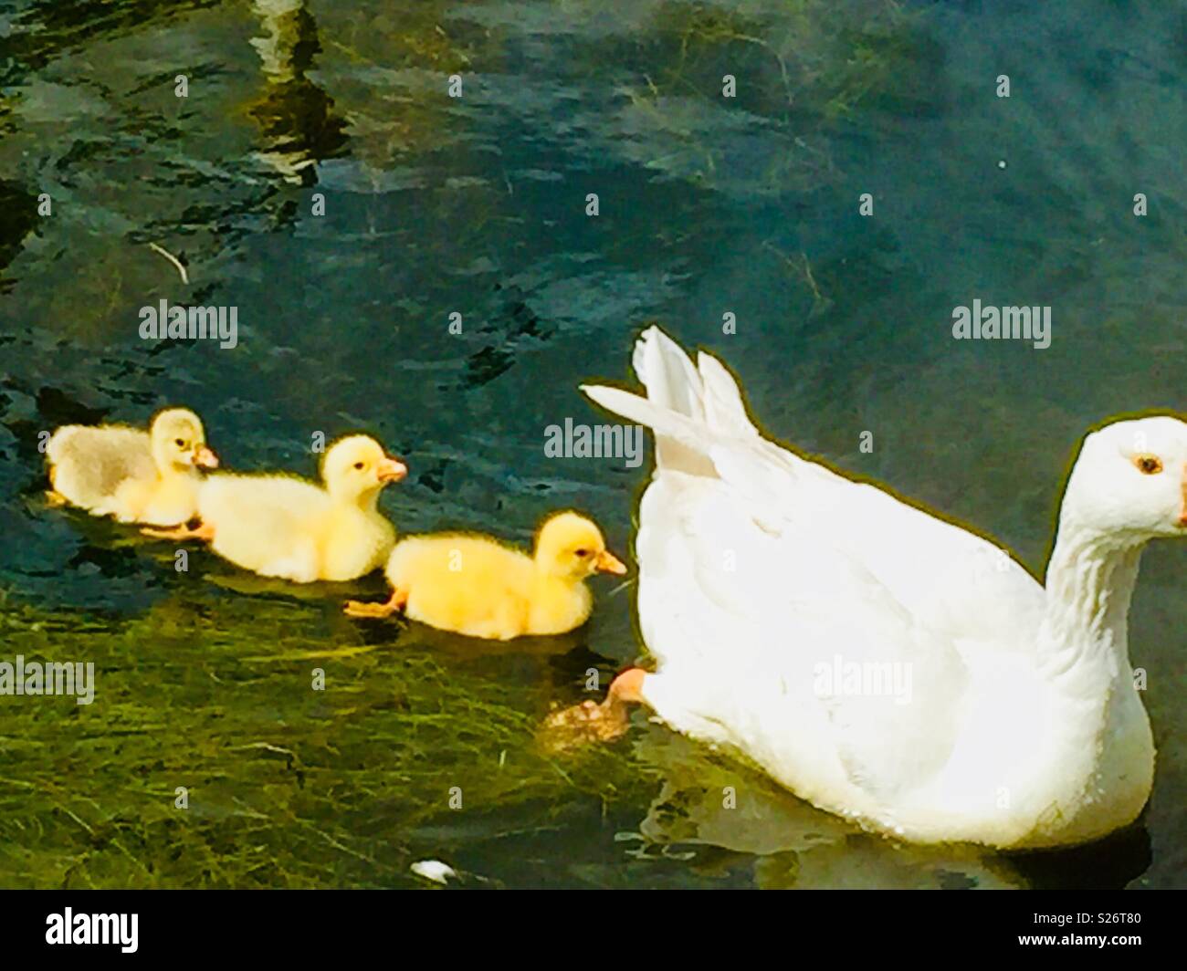 Mummy pond hi-res stock photography and images - Alamy