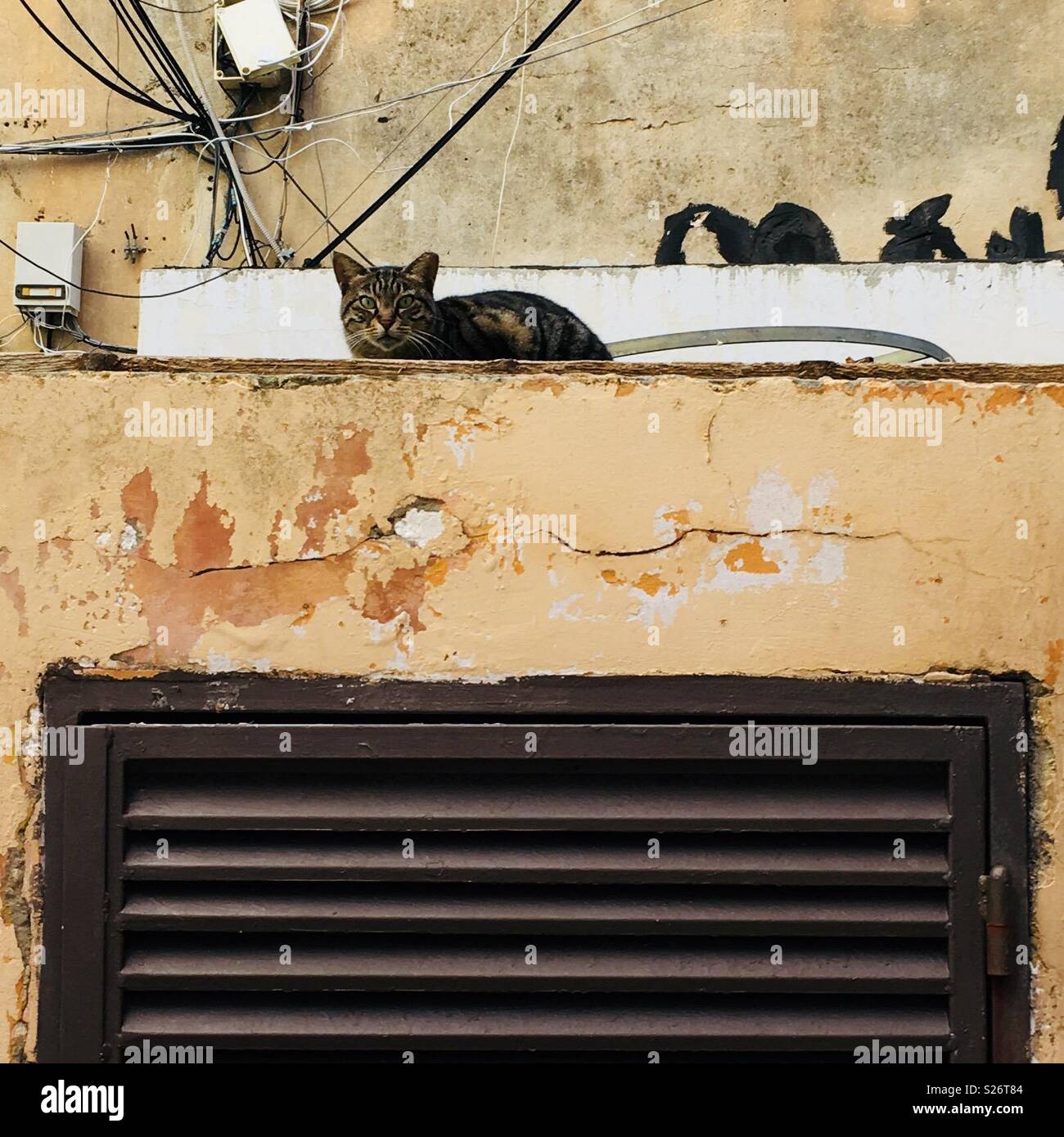 An angry cat hi-res stock photography and images - Alamy