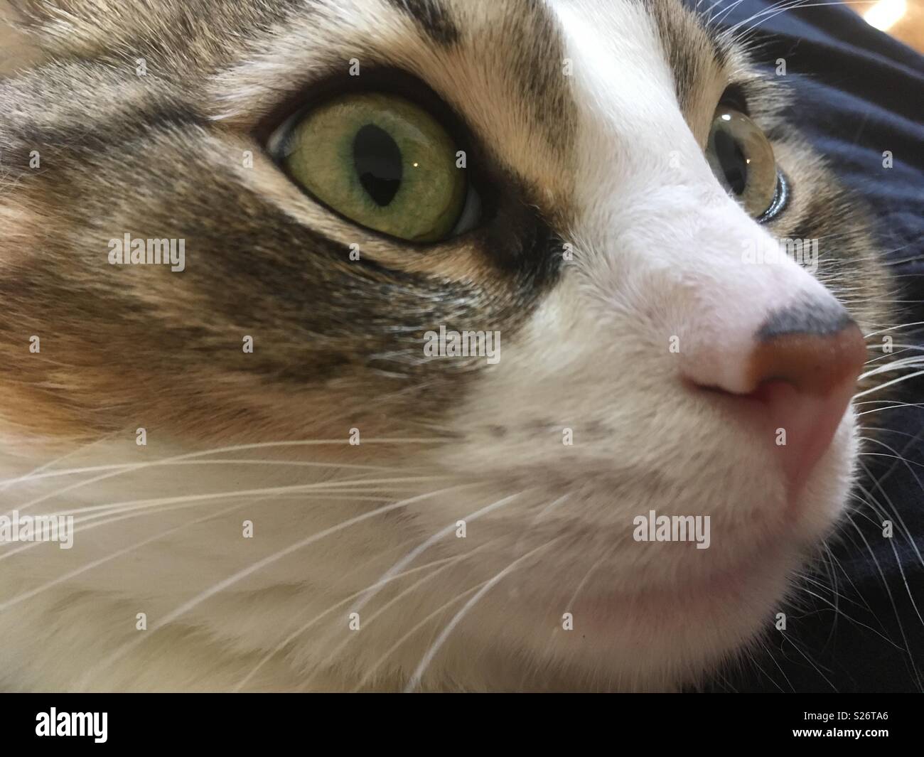 My adorable JiJi cat hears something Stock Photo - Alamy