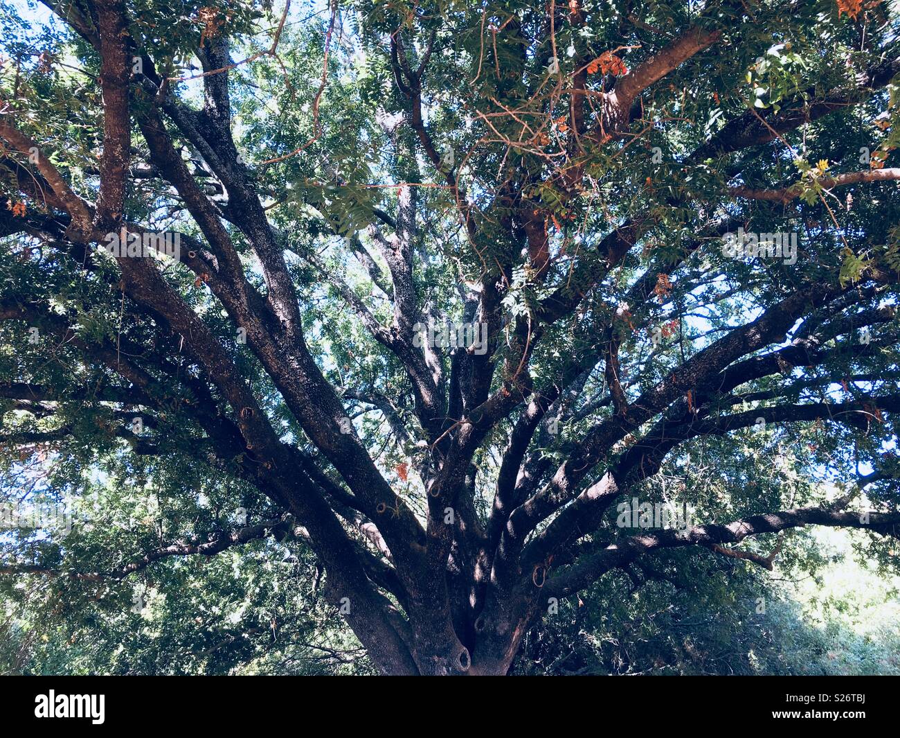 Tel dan nature reserve israel hi-res stock photography and images - Alamy