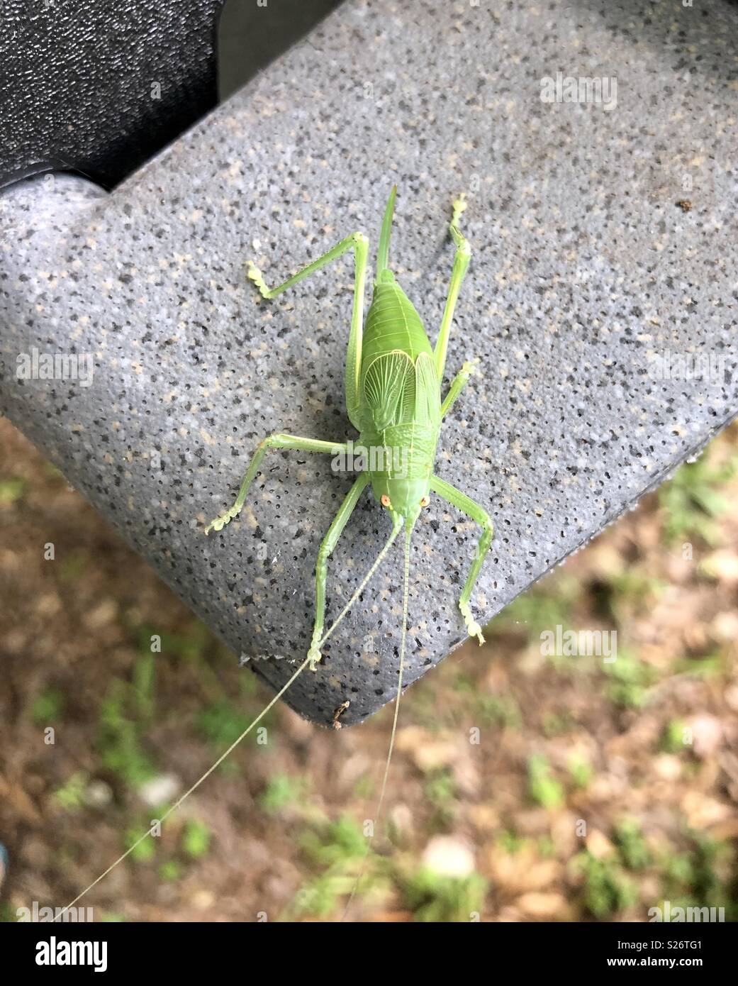 Katydid tettigoniidae juvenile hi-res stock photography and images - Alamy