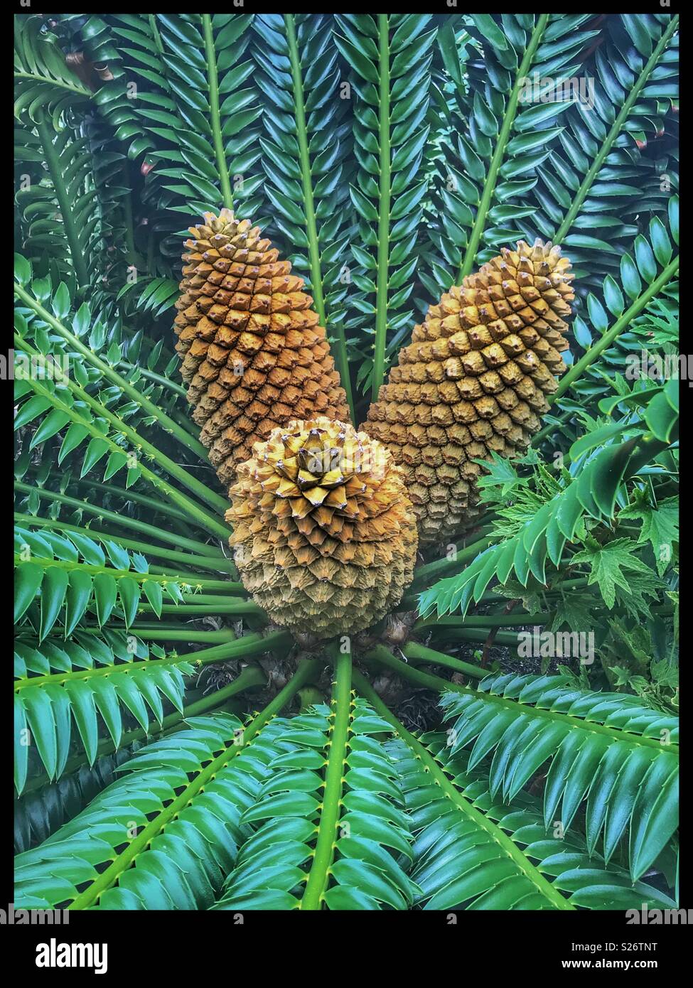 Modjadji cycad (encephalartos transvenosus) ,Kirstenbosch National ...