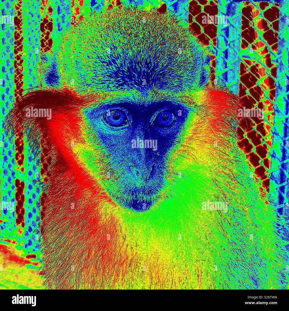 Abstract monkeys hi-res stock photography and images - Alamy