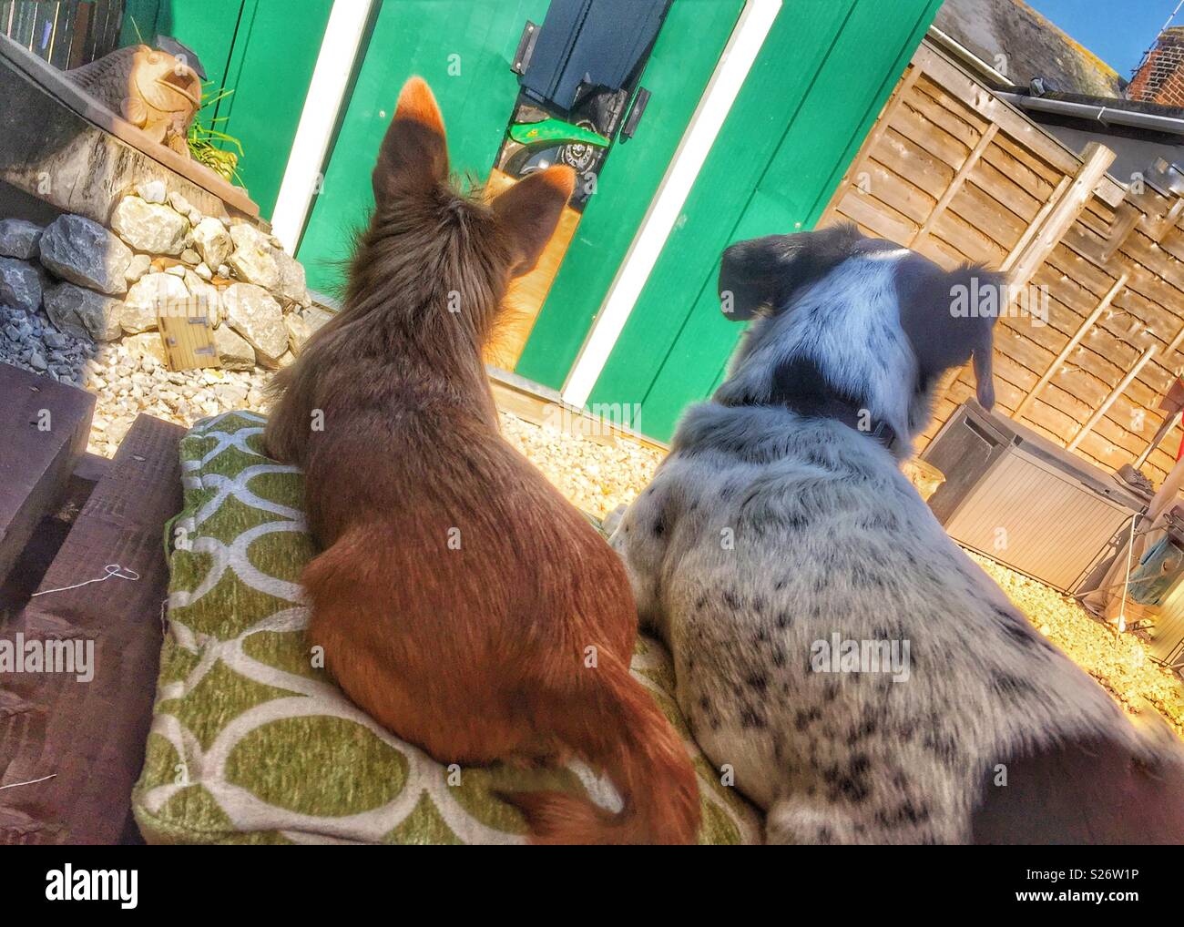 Dogs on chair hi-res stock photography and images - Alamy