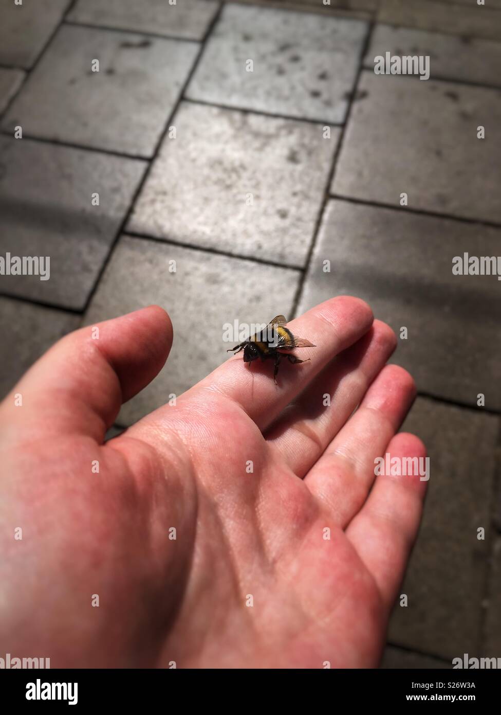 Bumblebee on my hand Stock Photo - Alamy